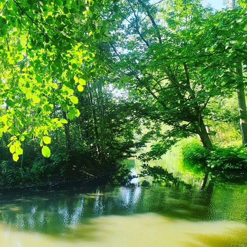 Bosbaden - Shinrin-Yoku - The Art of Forest Bathing | Denk aan meer
